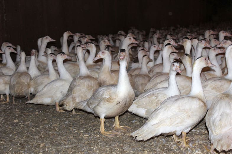 Muscovy Duck - Watkins Poultry