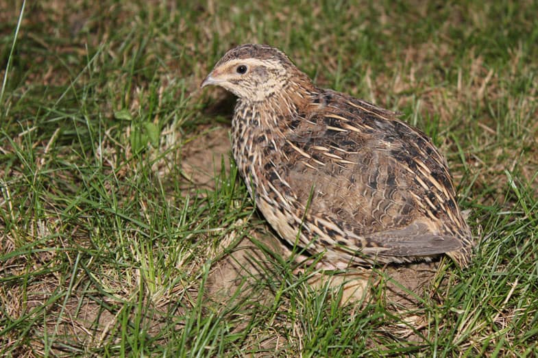 Coturnix Quail - Watkins Poultry