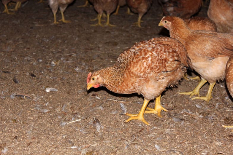 Sasso Red Chicken - Watkins Poultry