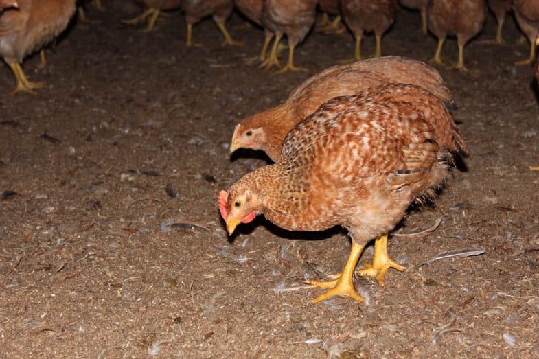 Sasso Red Chicken - Watkins Poultry