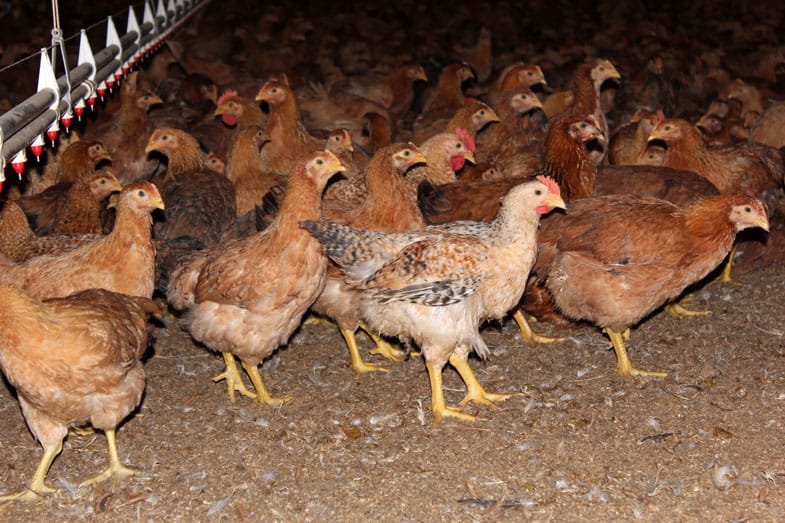 Sasso Red Chicken - Watkins Poultry