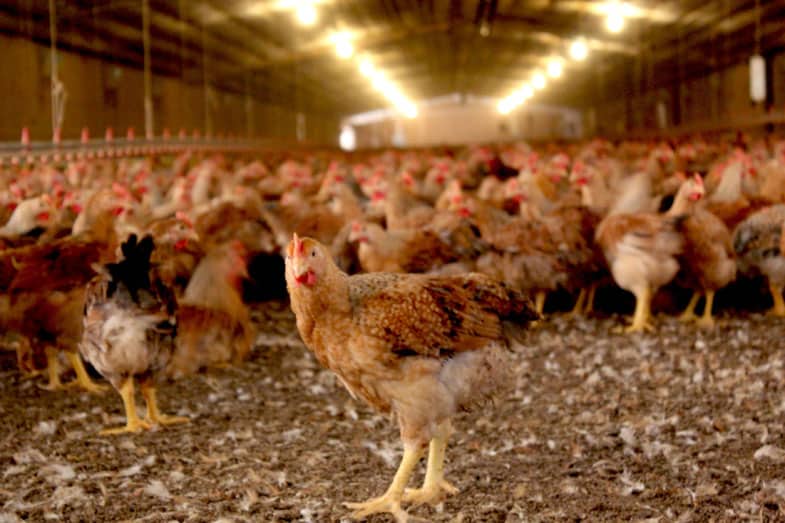 Sasso Red Chicken - Watkins Poultry