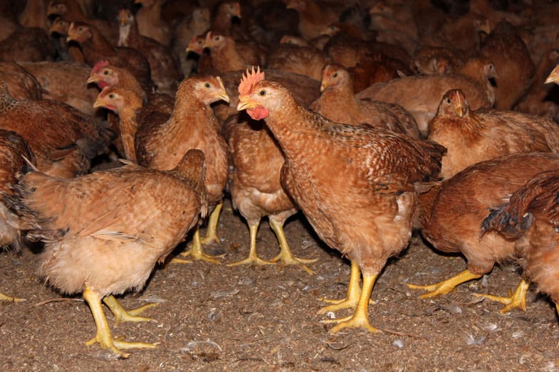 Sasso Red Chicken - Watkins Poultry