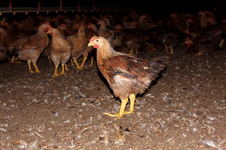 Sasso Red Chicken - Watkins Poultry