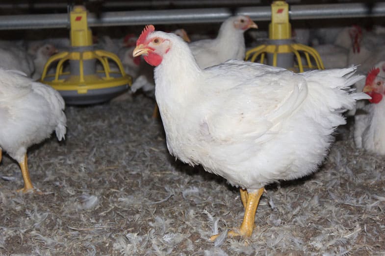 Cornish Chicken - Watkins Poultry